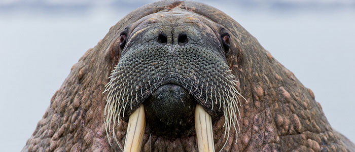 Cómo dejarse un bigote de morsa y cuidarlo | Philips